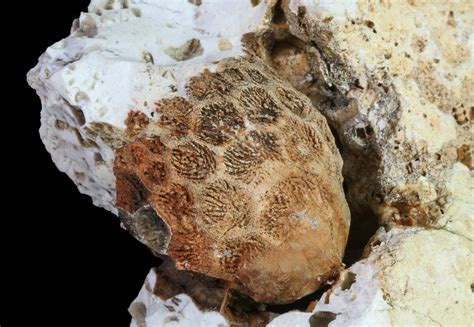 Fossil Crinoid Calyxs 3 Species Burlington Formation Missouri 68361 For Sale Fossil Crinoid Calyxs 3 Species Burlington Formation Missouri 68361 For Sale