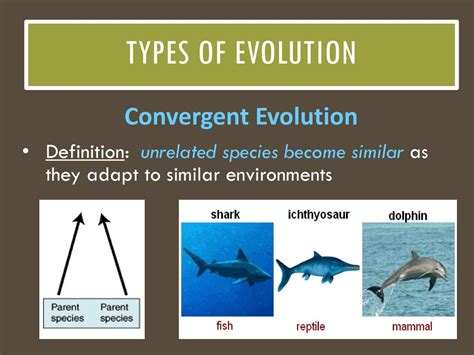 Convergent Evolution Definition