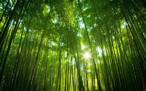 [200 ] Bamboo 4k Wallpapers