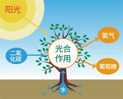 光合作用图示 光合作用卡尔文循环图 大山谷图库