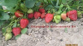 Клубника Королева Елизавета 2: отзывы, описание сорта, фото, видео ...