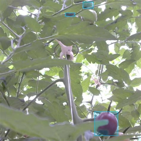Examples Of Labeled Tomatoes With Ber Regardless Of Size Or Cover All