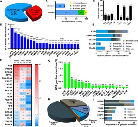 Ddr‐related Genes And Ddr Functional Pathways In The 1080 Chinese Pdac