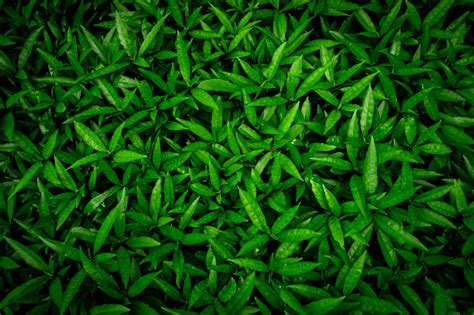 녹색의 상위 뷰 나뭇잎 질감 배경 녹색 유기 개념에 대 한 정글에 아름 다운 무늬와 나뭇잎 트로픽 정원에서 자연 식물입니다 자연 배경입니다 부시 대통령은 백그라운드에서 작은