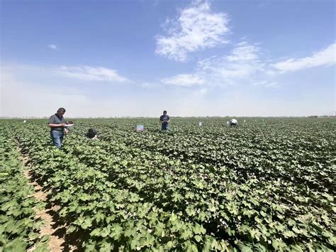专家团队田间考评三师棉花试种品种 师团新闻 胡杨网2023 兵团胡杨网 新疆兵团新闻门户