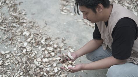 Harga Gaplek Singkong Per Kg Terbaru Lengkap And Terkini