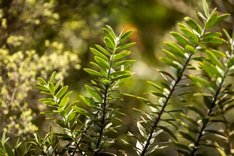Monitoring And Preventing Disease Spread Tiakina Kauri