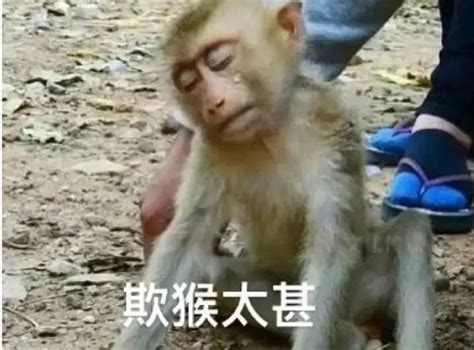 吗喽表情包、猴子表情包，高清无水印 知乎