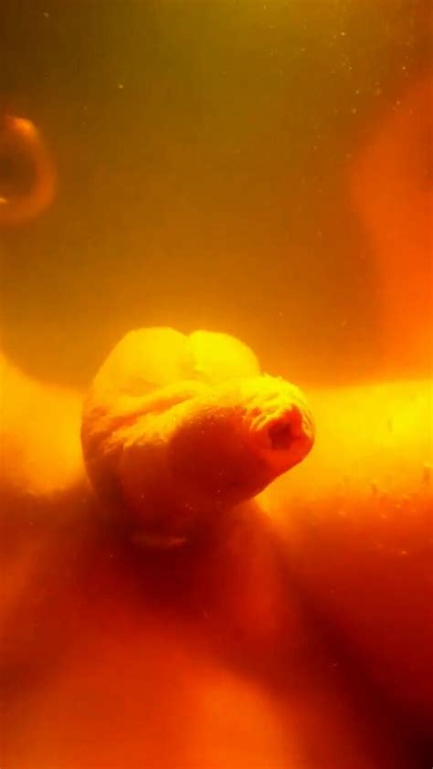 Flaccid Dick In The Pool Thisvid Com