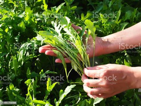 이탈리아 Arugula 녹색 잎은 정원 여성에서 수확 소녀는 유용한 유기농 채소를 수집합니다 좋은 수확 아루굴라에 대한 스톡