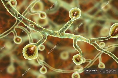 Colored Digital Illustration Of Blastomyces Dermatitidis Fungus Causing