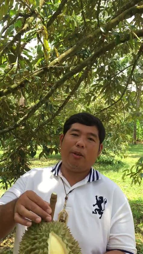 คัดสรรค์ทุเรียนคุณภาพ แก่จัด เลือกตัดและไม่ป้ายน้ำยาเร่ง บ่มด้วยวิธีธรรมชาติครับผม😊😊😊 ผมตัดเอง