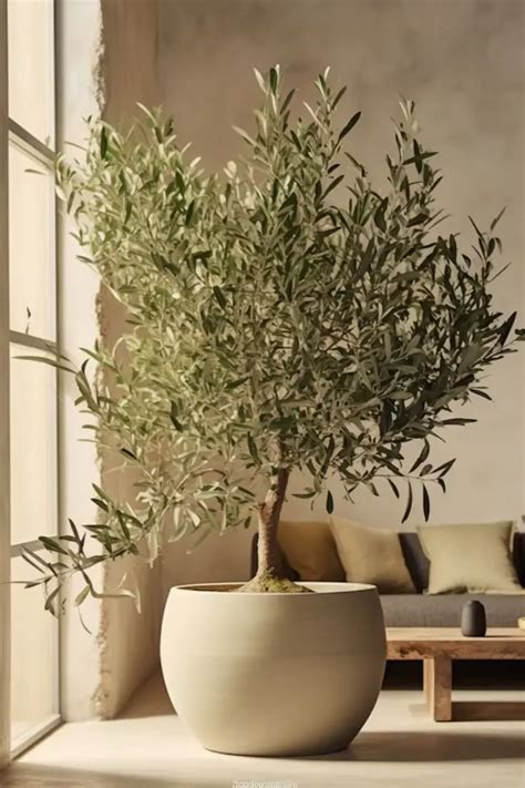 How To Grow And Care For Indoor Olive Tree Living Room Plants Indoor
