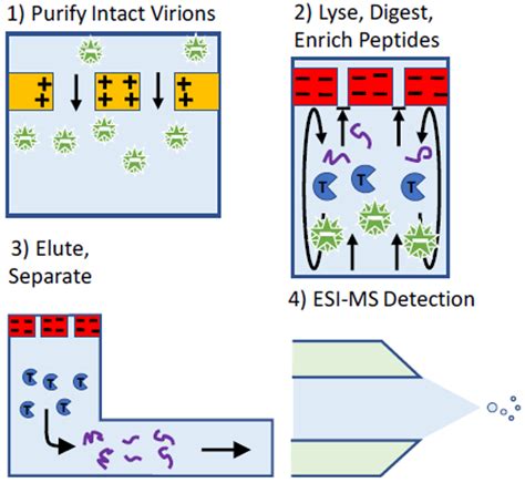 A Microfluidic System Coupling Microfluidic Nanofluidic Virion Purification And Mass