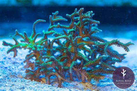 Hystrix Limeberry Birdsnest Royal Reef