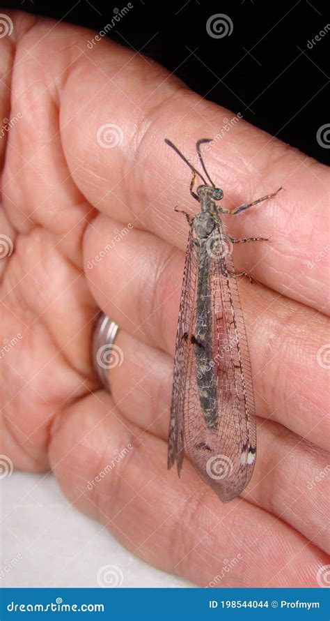 Antlion Ant Lion Larva And Adult On The Hand Stages Of The Antlion