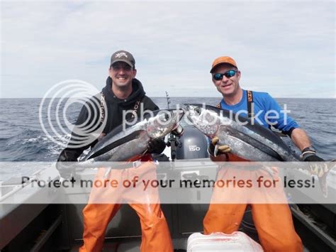 Saltwater Spoiled Rotten Tuna At Westport With Lingcod Todd Bloodydecks