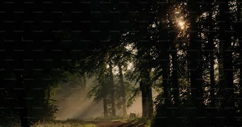 숲을 통과하는 길 사진 Unsplash의 광선 이미지