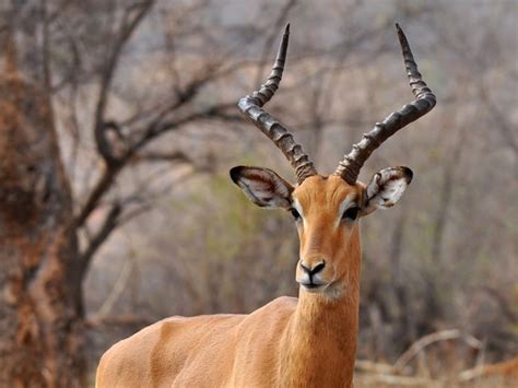 Cloudera Releases Project Impala Offers Real Time Hadoop Analytics