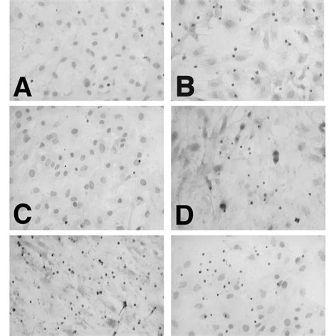 Schematic Diagram Of The Adhesion Experiment Download Scientific Diagram