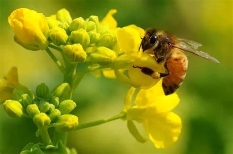 Good Morning To All Thriends 🐝 Have A Lovely Thursday 💕 Mynameissohan ☕ 💫