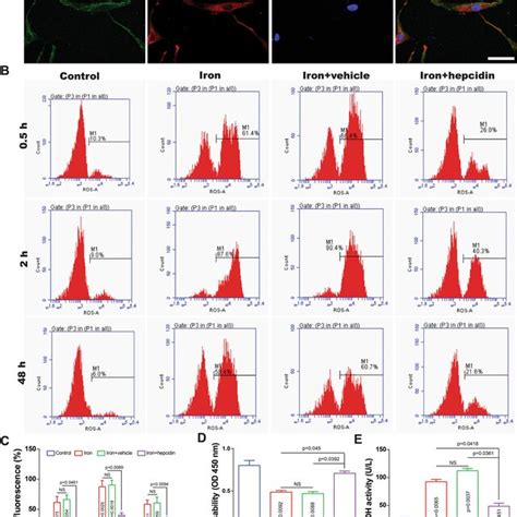 Hepcidin Reduced Ros Accumulation To Increase Cell Viability And Reduce