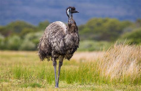 Australias Big Birds Australian Geographic
