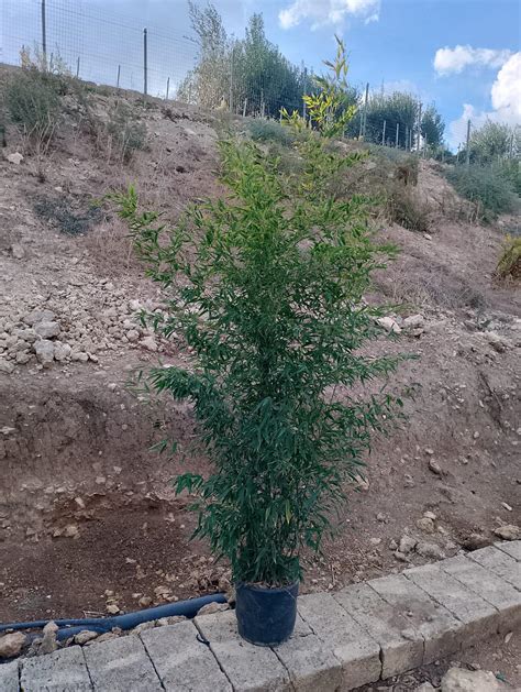 Phyllostachys Caporalplant
