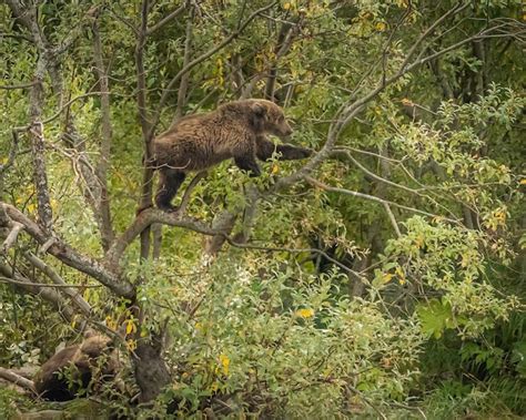 Premium Photo Monkey In A Forest