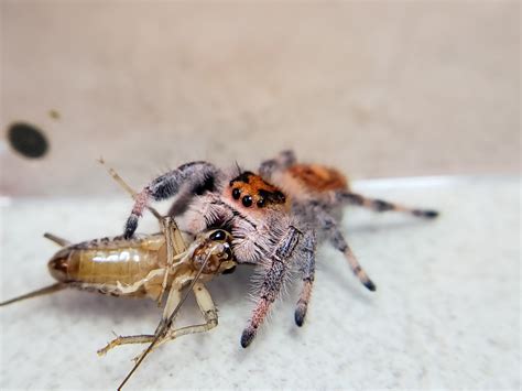 Regal Jumping Spider Phidippus Regius Available Jumping Spiders Jumping Spiders For Sale