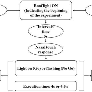 A Schematic Of The Go NoGo Task Download Scientific Diagram