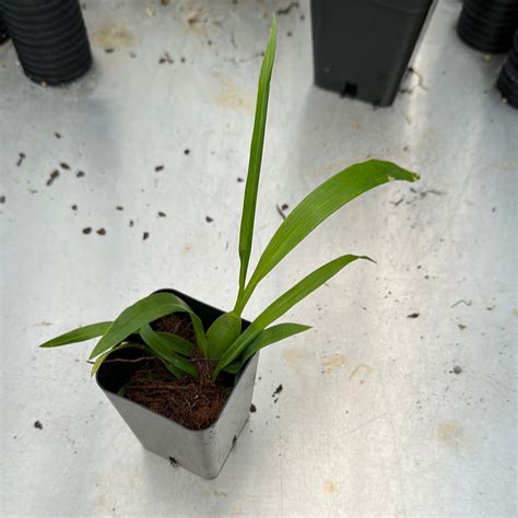 Aspasia Epidendroides Louisiana Orchid Connection