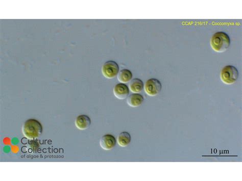 Coccomyxa Sp