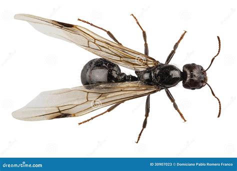 Ants With Wings In Garden At Michele Bodden Blog