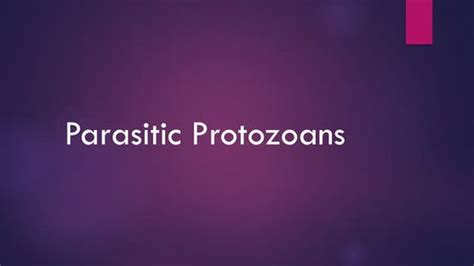 Microbiology Test Your Protist Knowledge Match The Items Thpdf