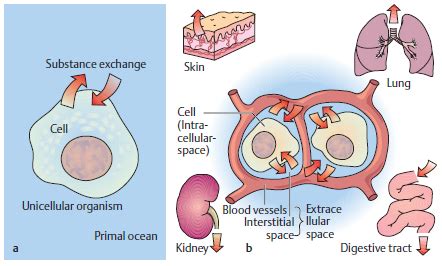 The Human Body Exchange Of Materials Between The Cell And Its Environment