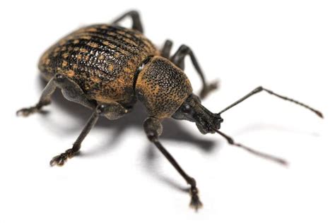 Vine Weevil Beetle Plugon