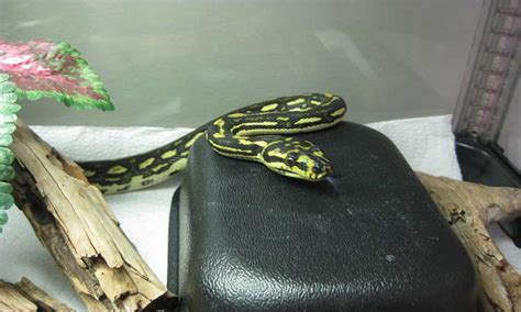 Carpet Python Species Profile Facts And Care Guide