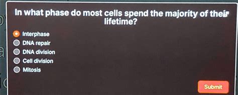 In What Phase Do Most Cells Spend The Majority Of Their Lifetime Interphase Dna Repair Dna