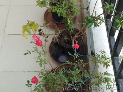 ESP Controlled Plant Watering System Jpralves Net