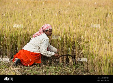 Wheat Harvest Sickle