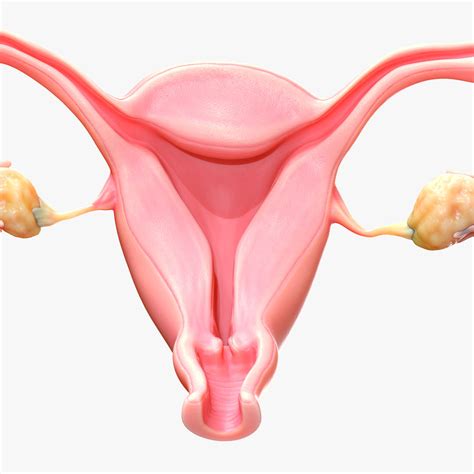 Female Reproductive System 3d Model
