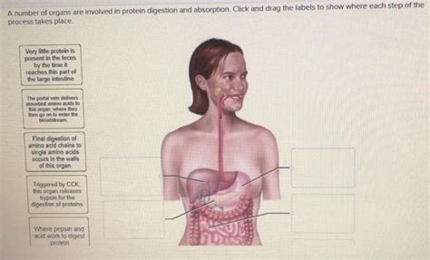 Solved A Number Of Organs Are Involved In Protein Digestion Chegg
