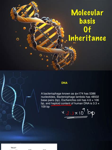 Molecular Basis Of Inheritance Pdf Genetic Code Dna