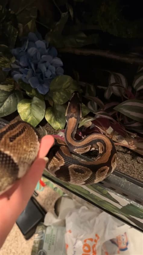 Ball Python Encounters Dirt And Clutter For The First Time In 5 Years
