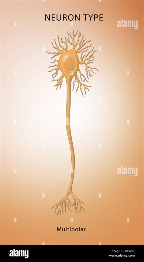 Interneuron Diagram