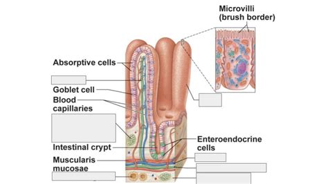 intestinal crypts diagram quizlet