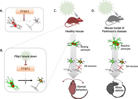 Brain Repair Gatekeeping Astrocyte Identity Elife