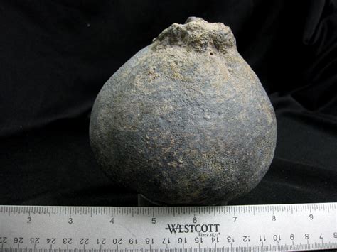 Crinoid Bulb Fossil Id The Fossil Forum