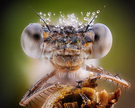 Elodea Leaf In Hypertonic Solution 400x Rmicroporn